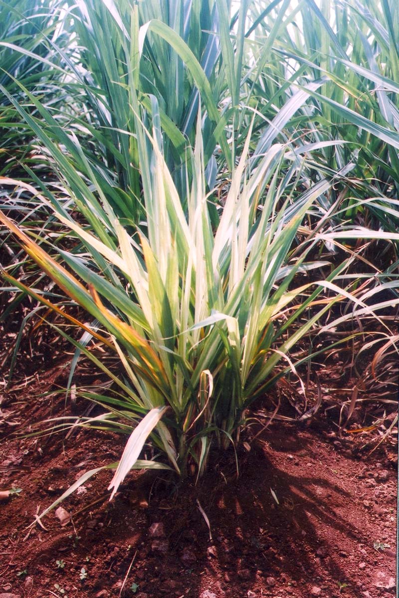 Vasantdada Sugar Institute (VSI), Premier Research and Development ...