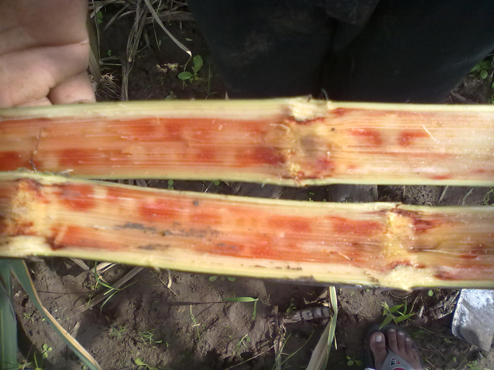 Vasantdada Sugar Institute (VSI), Premier Research and Development ...