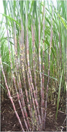 Vasantdada Sugar Institute (VSI), Premier Research and Development ...